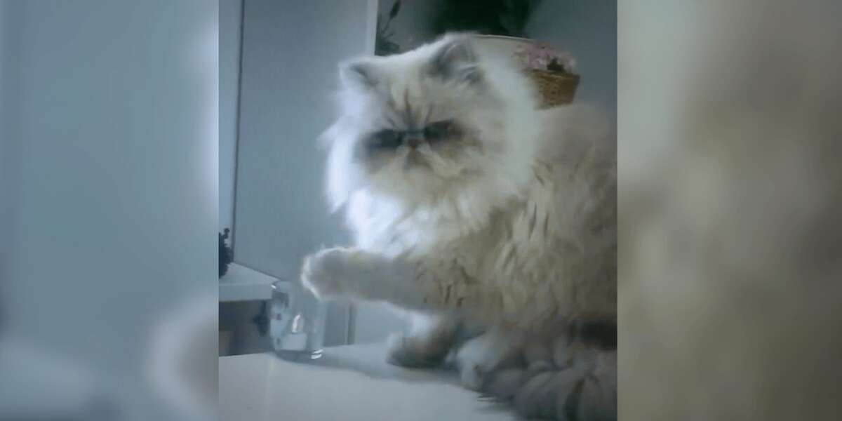 4 Reasons Cats Knock Stuff Over - The Dodo