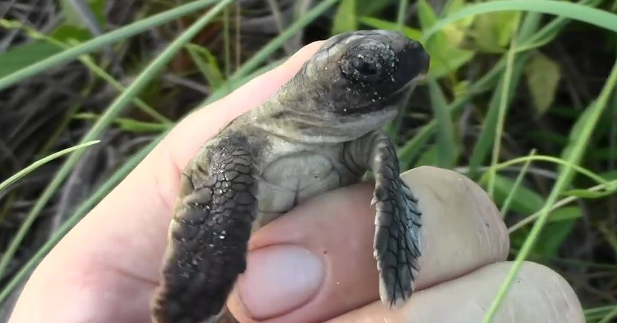 Lost Baby Sea Turtles Get Help Returning To The Ocean Video - The Dodo