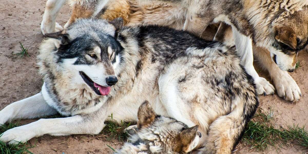 Four New Wolf Packs Counted In Washington State - The Dodo