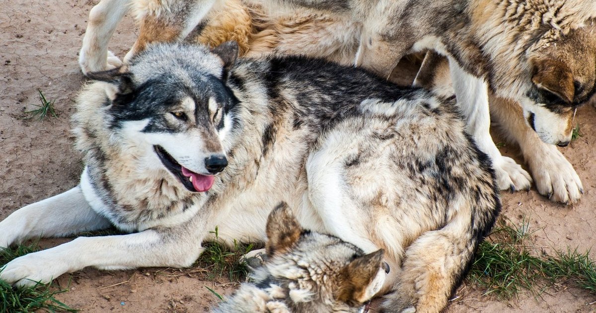 Four New Wolf Packs Counted In Washington State - The Dodo