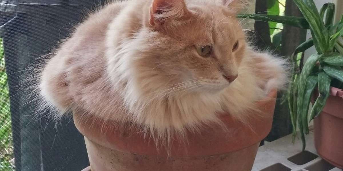 21 Very Important Cat Plants - The Dodo