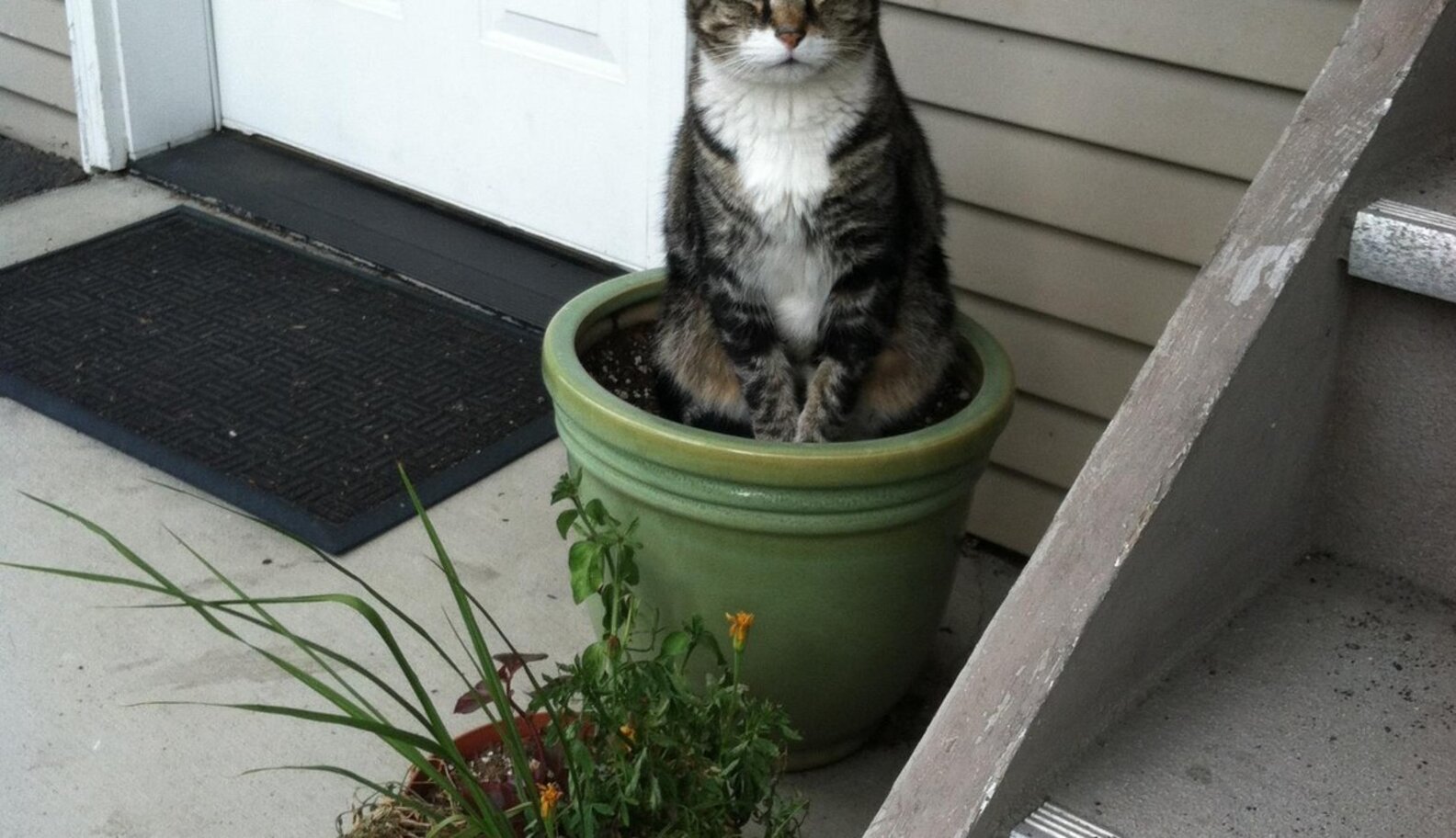 21 Very Important Cat Plants - The Dodo