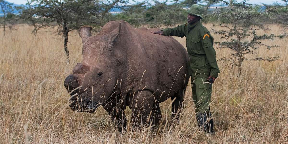 This Rhino Is Guarded 24 Hours A Day Because There Is No One Else Like ...