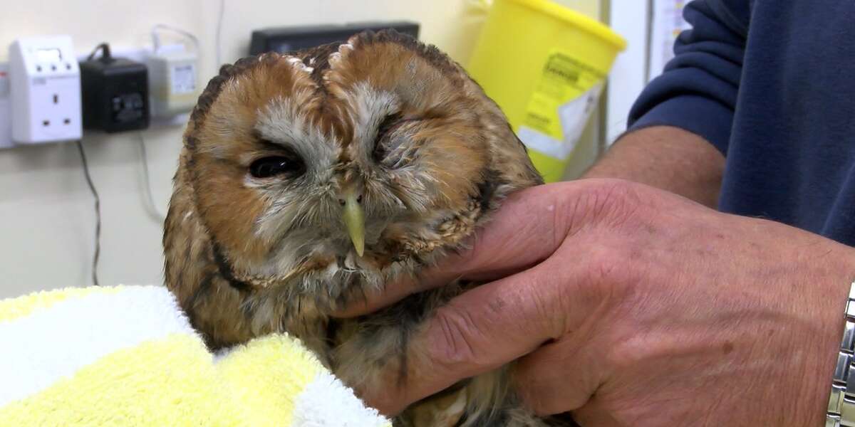 Owl's Eye Injury Treated With Zero Pain Thanks To New Vet Gadget - The Dodo