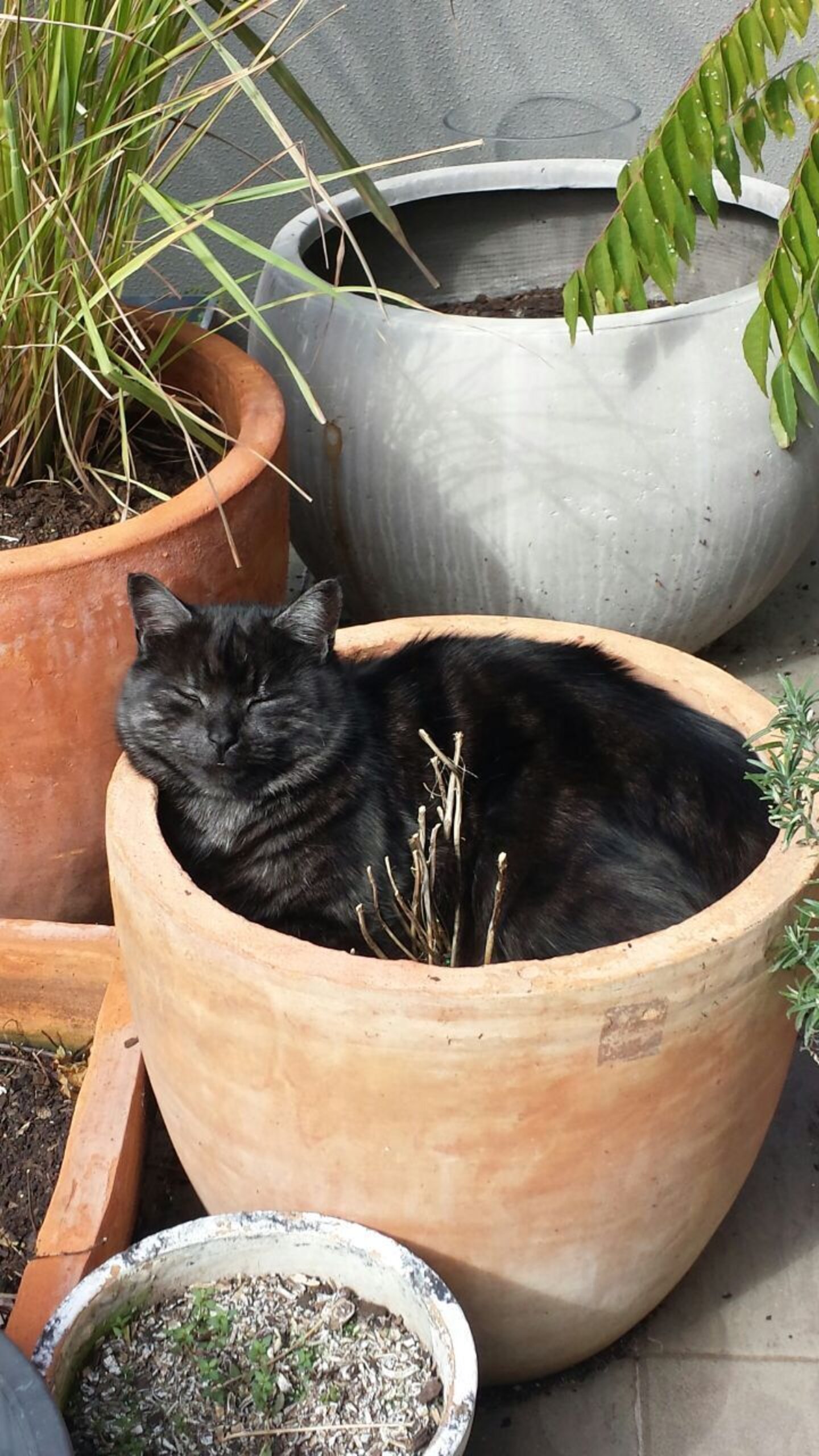 21 Very Important Cat Plants - The Dodo