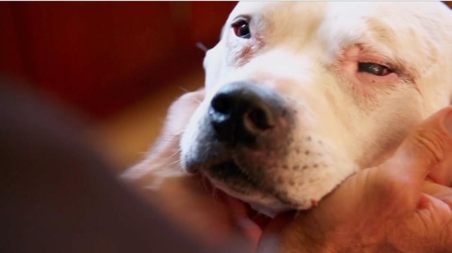 Survivors Of Michael Vick's Fighting Ring Grow Old And Happy - The Dodo