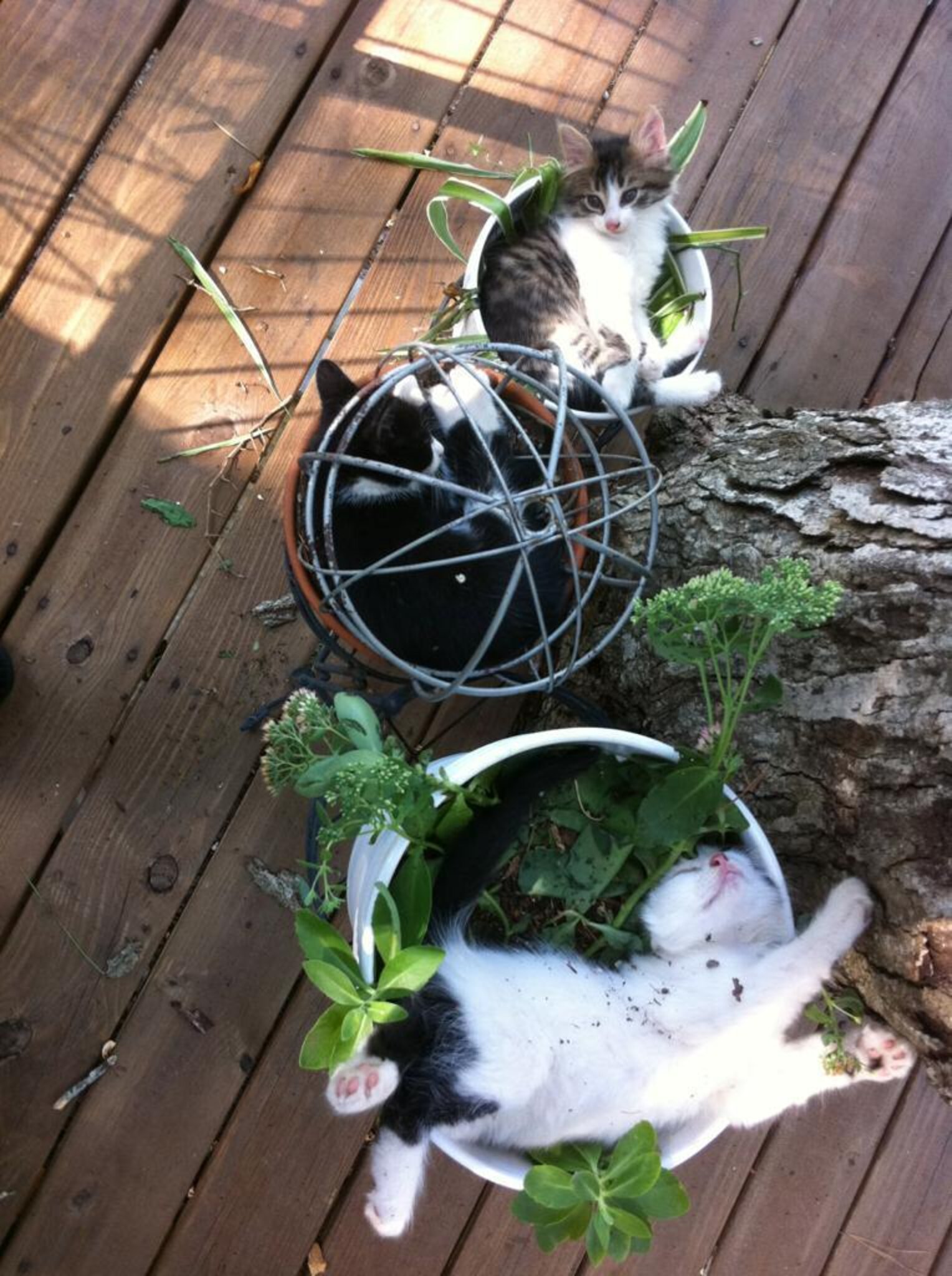 21 Very Important Cat Plants - The Dodo