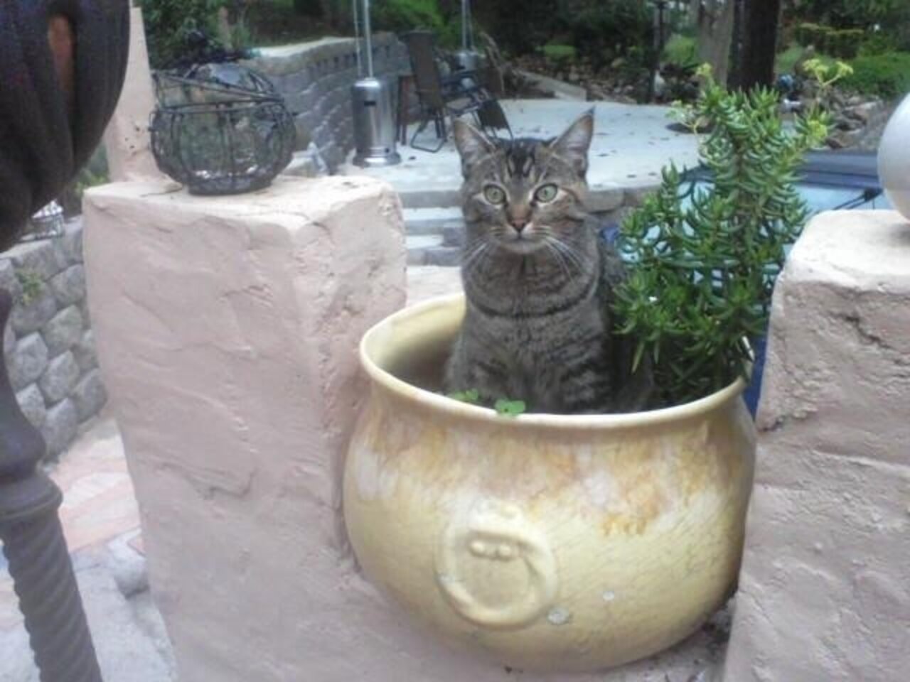 21 Very Important Cat Plants - The Dodo