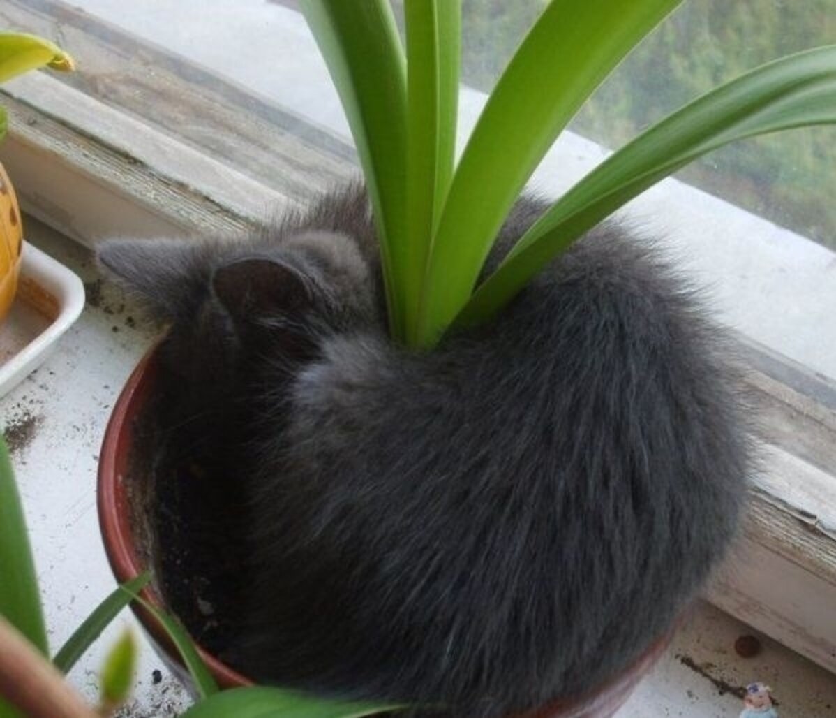 21 Very Important Cat Plants - The Dodo