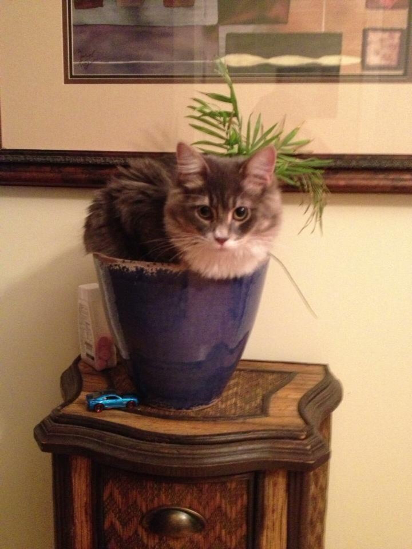 21 Very Important Cat Plants - The Dodo