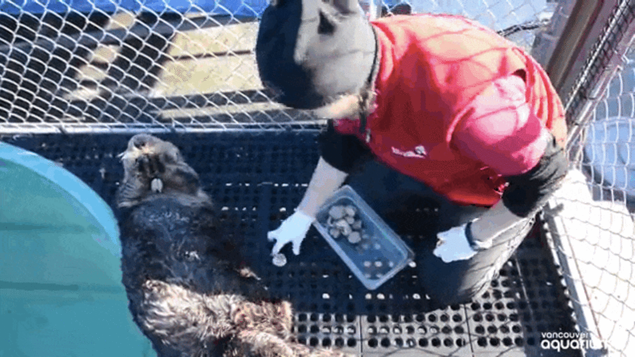 Blind Rescued Otter Finally Gets To Eat As Much As He Wants - The Dodo