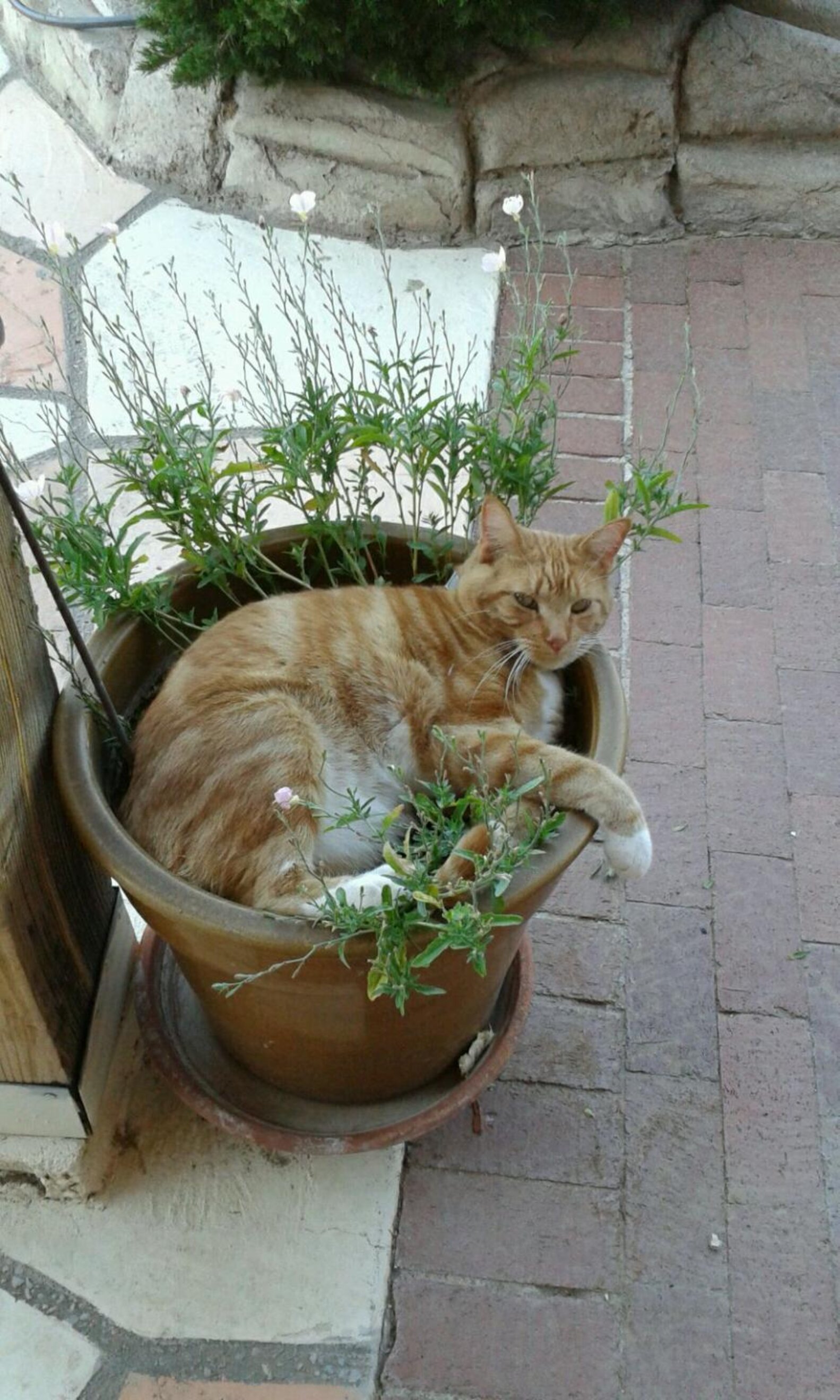 21 Very Important Cat Plants - The Dodo