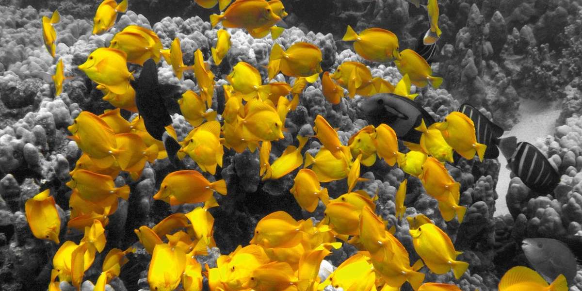 The Ugly Side Of Saltwater Aquariums - The Dodo