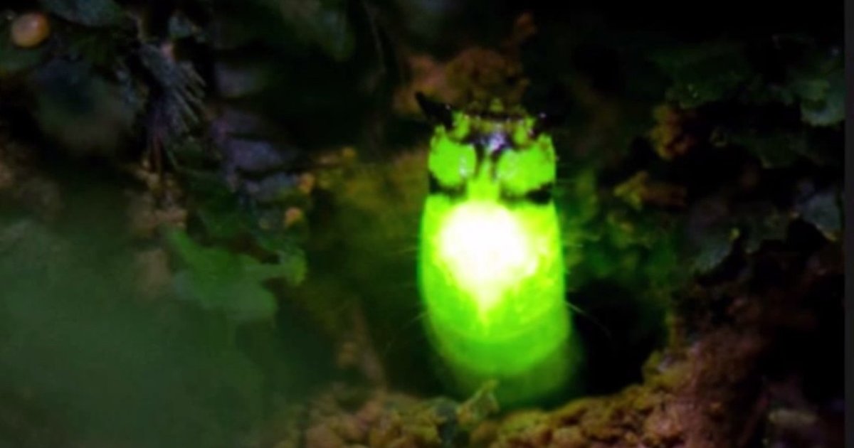 Mysterious Meat-Eating Worm Is A Living Glow Stick With Giant Jaws ...