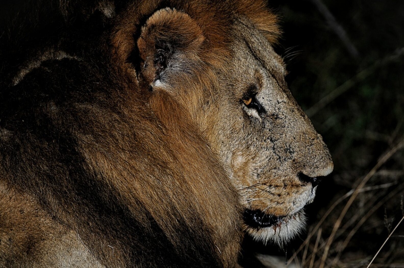 Proof Trophy Hunters Don't Save A Single Animal - The Dodo