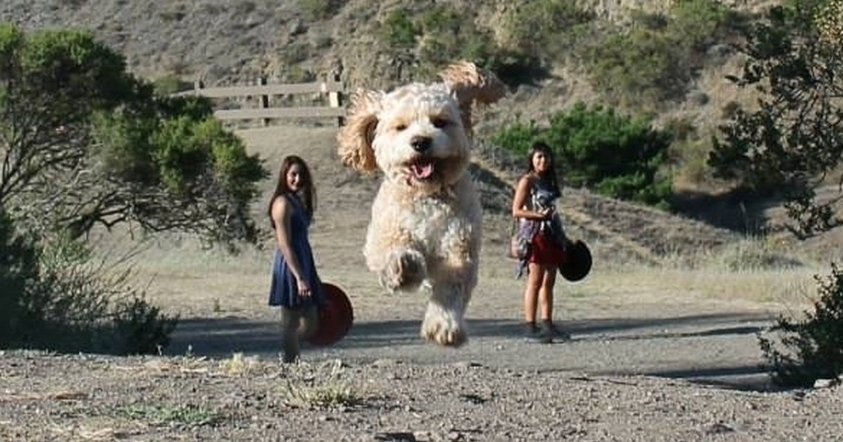 Perfectly Timed Photos That Make Dogs Look Like Giants - The Dodo