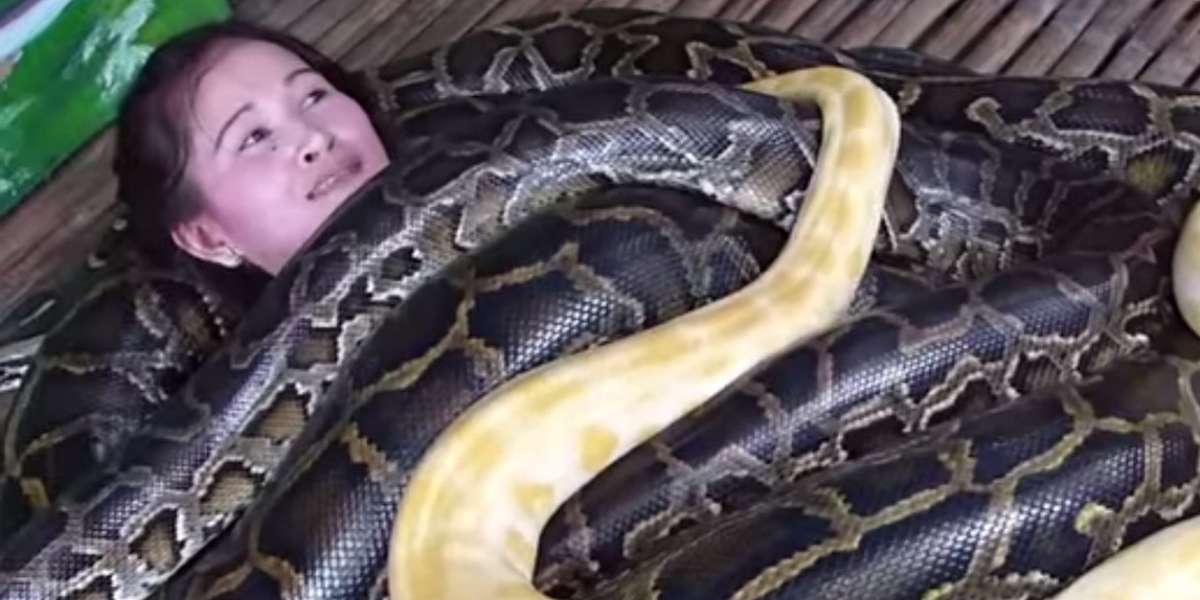 Crazy Snake Massages At Philippines Zoo Will End Badly For Someone (Or Some Snake) - The Dodo