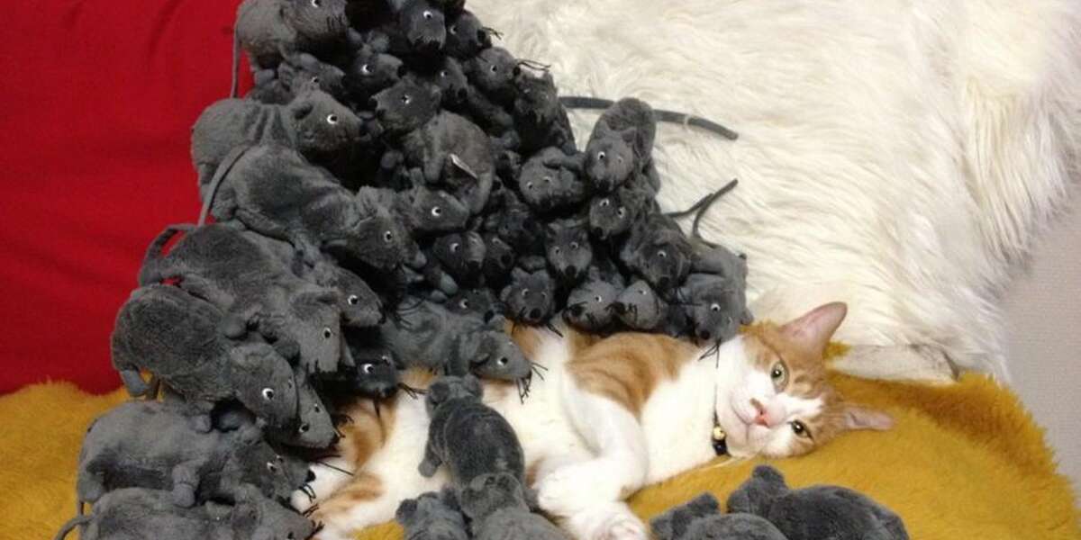 Napping Cat Suddenly Finds Himself Surrounded By ... RATS! - The Dodo