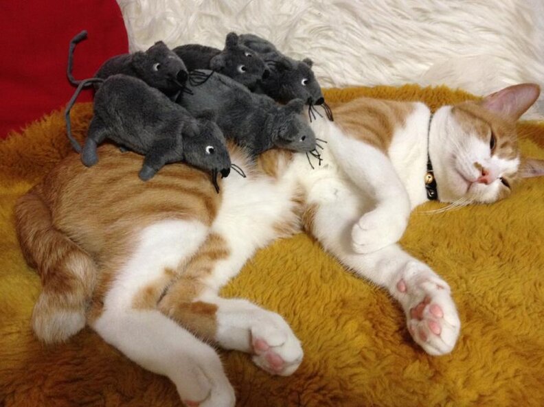 Napping Cat Suddenly Finds Himself Surrounded By ... RATS! - The Dodo