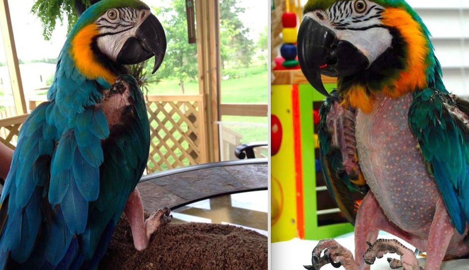 Disabled Bird Who Plucked Out Her Feathers Finds The Love She Needs ...