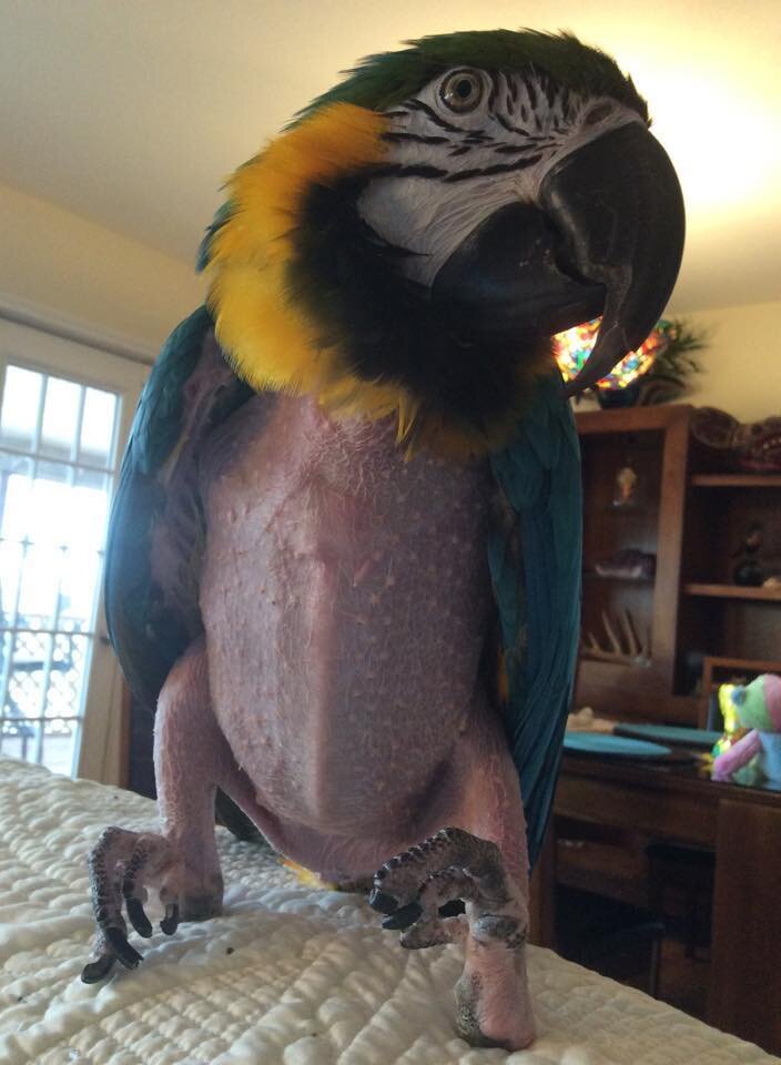Disabled Bird Who Plucked Out Her Feathers Finds The Love She Needs ...