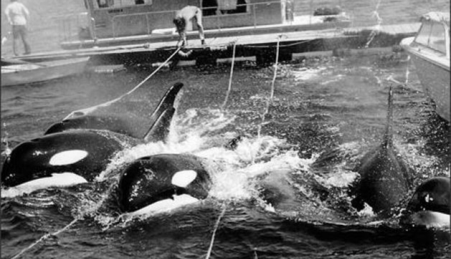 The Inspiration For SeaWorld Was A Crazy Guy With A Vision Of Riding An ...
