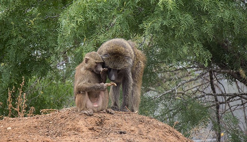 Lab Monkeys Get First Real Home And Discover Newfound Strength - The Dodo