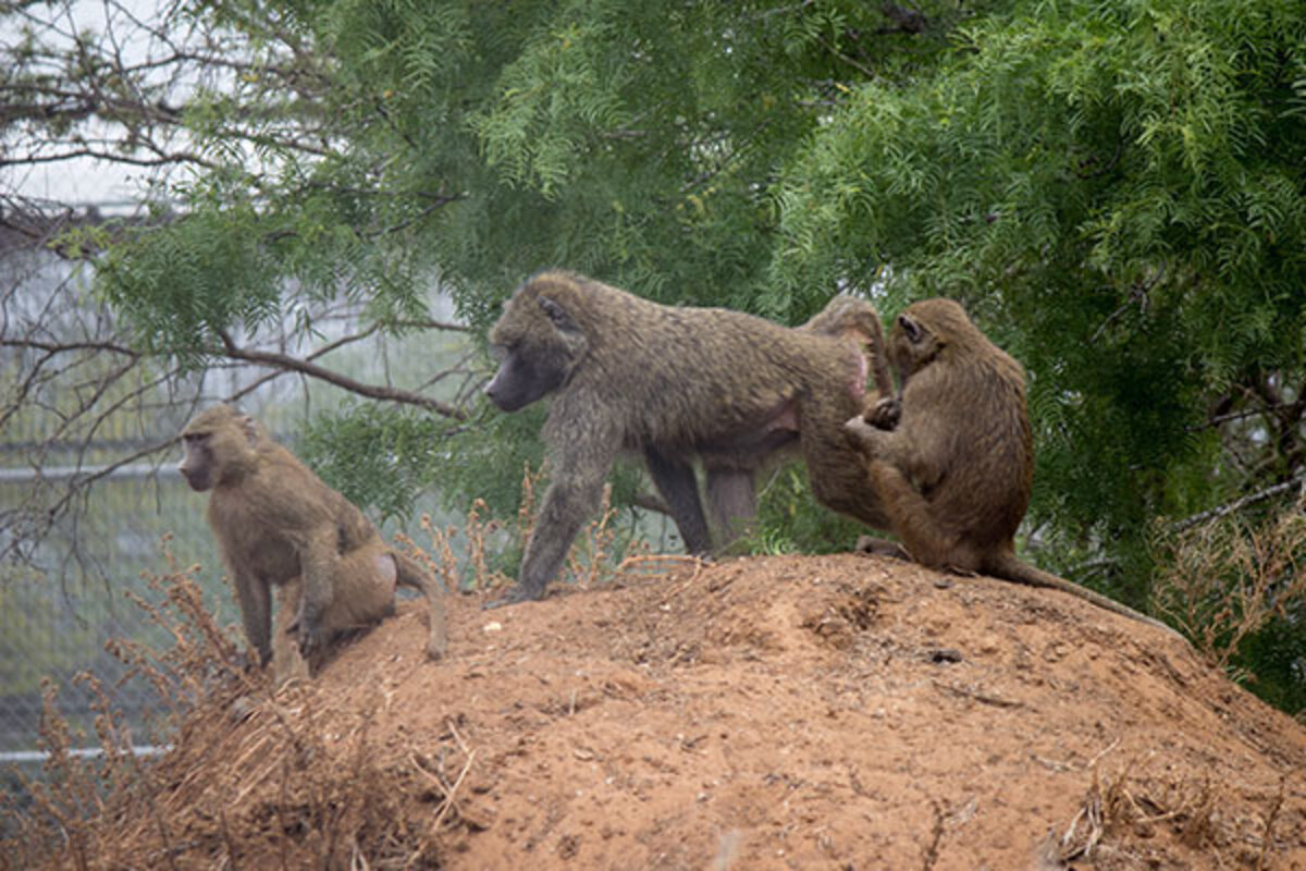 Lab Monkeys Get First Real Home And Discover Newfound Strength - The Dodo