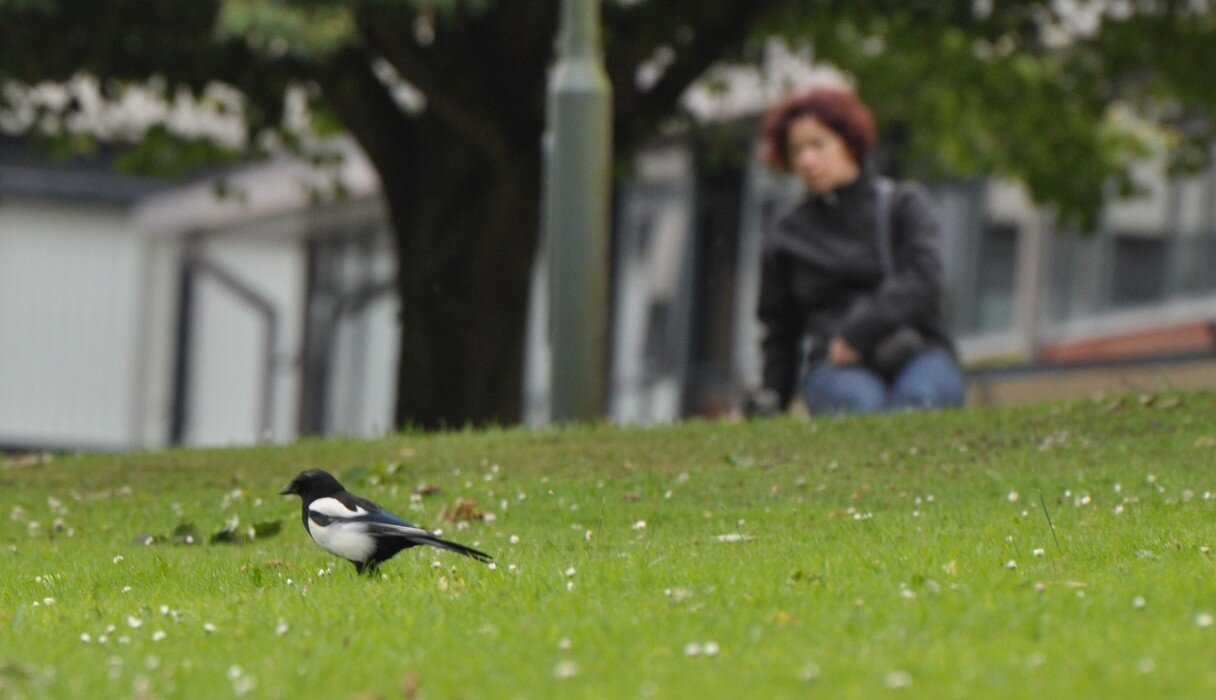 Magpies' Bad Rap As Jewelry Thieves Doesn't Hold Up - The Dodo