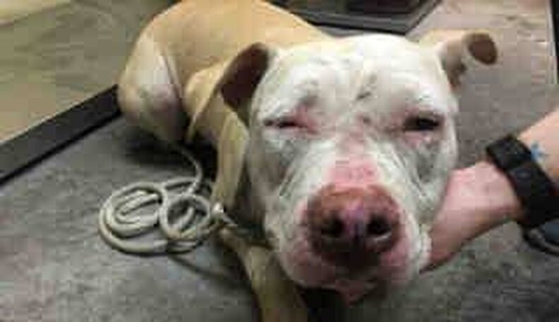 nameless-dog-photographed-shelter - The Dodo