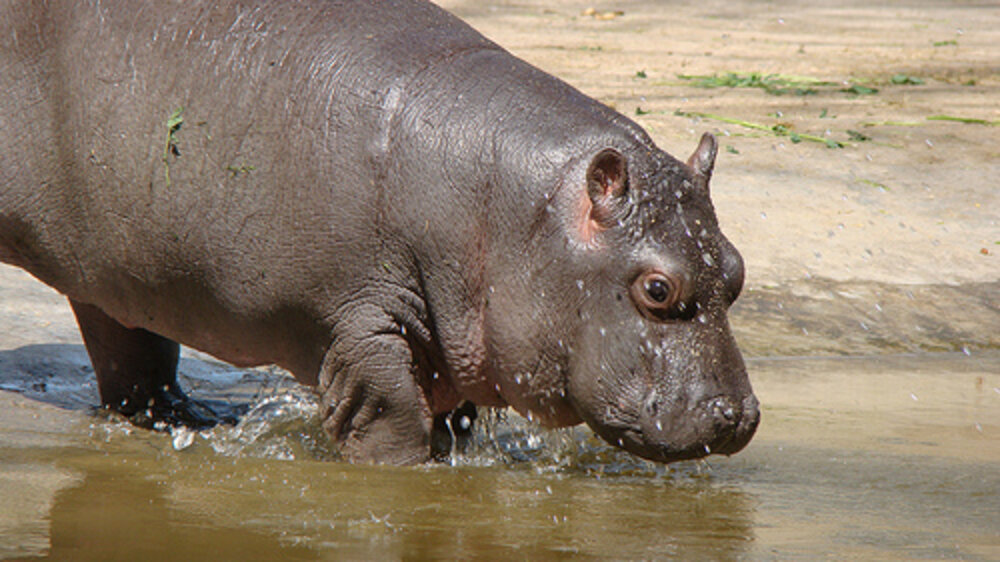 Fun-Loving Baby Hippo Wants To Do Nothing But Chase Birds All Day - The ...