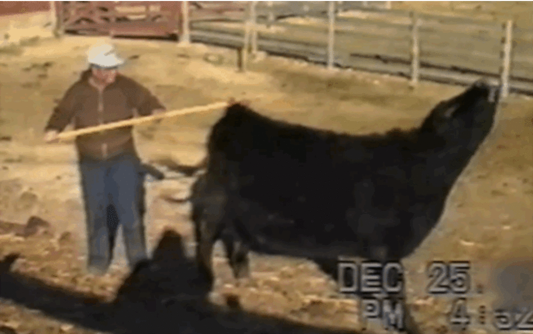 These Cows Are Happier Being Scratched Than You’ll Probably Ever Be ...