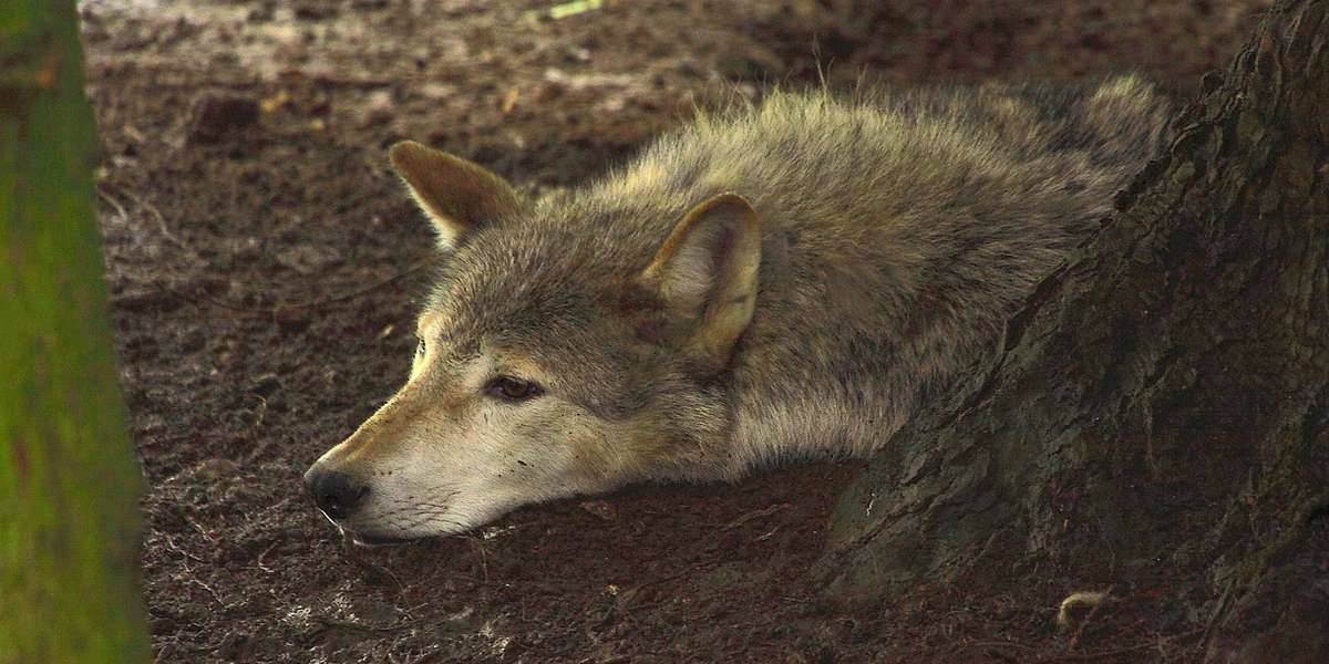 We Need To End Our Unprovoked War On Wolves - The Dodo