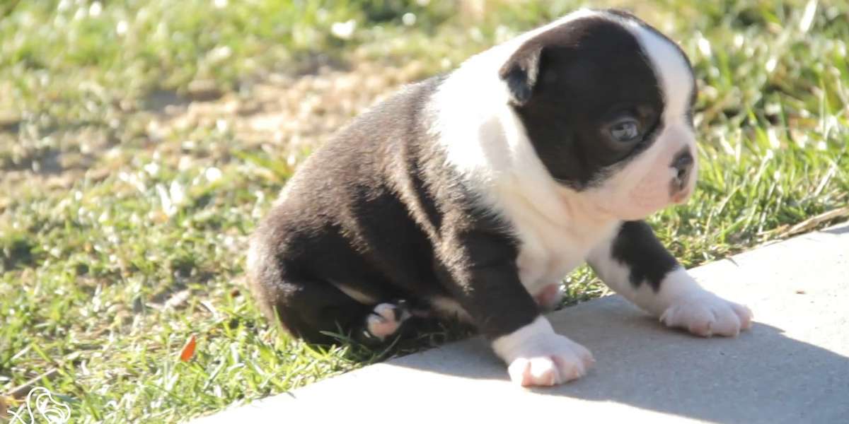 WATCH: Pint-Sized Puppies Learning To Walk - The Dodo