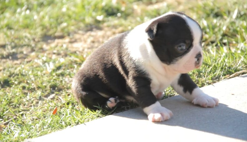 WATCH: Pint-Sized Puppies Learning To Walk - The Dodo