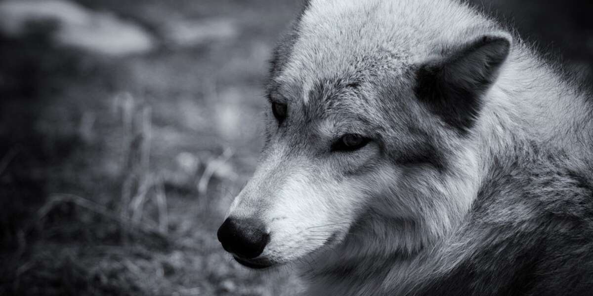 Keep Wolves Protected Under Endangered Species Act For #WolfDay - The Dodo