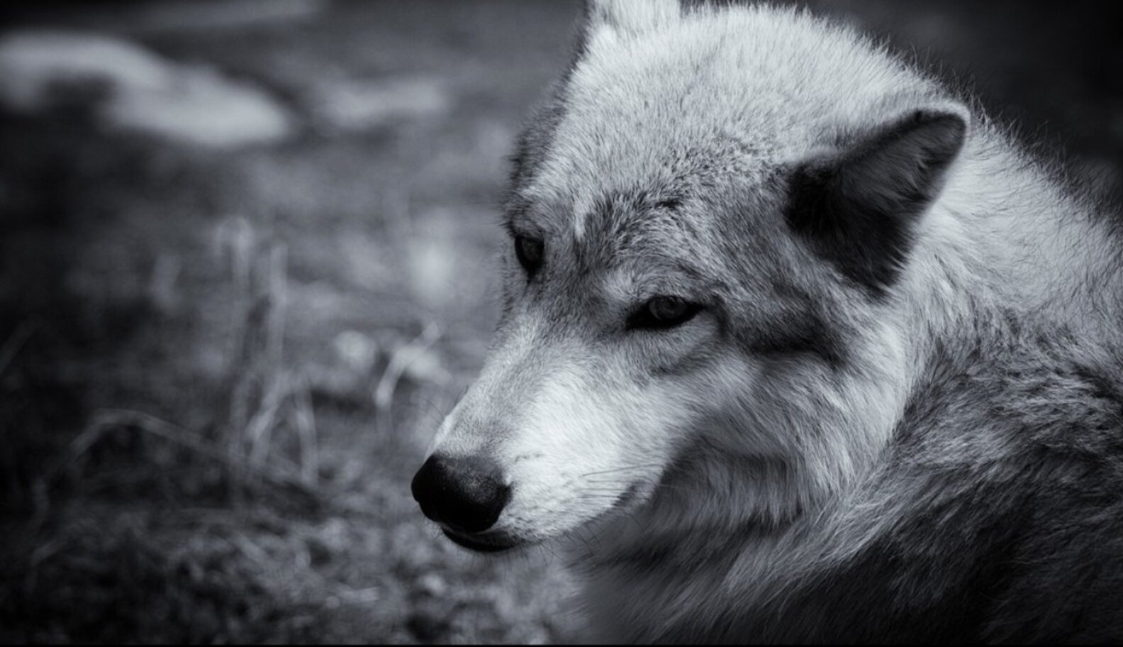 Keep Wolves Protected Under Endangered Species Act For #WolfDay - The Dodo