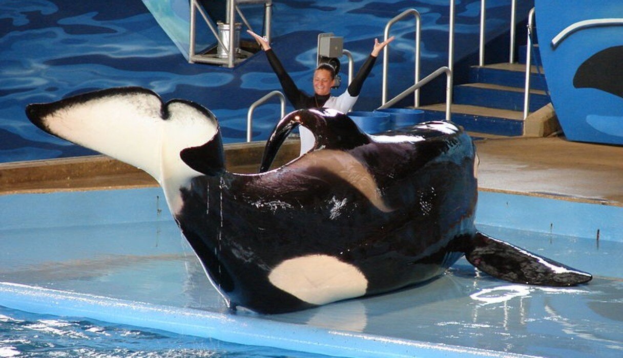 Former Tilikum Trainer: No New Tanks, Spend Money On Sea Pens Instead ...