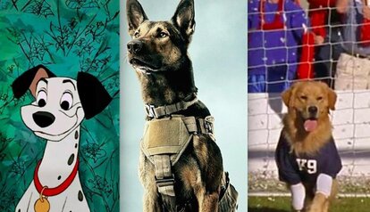 Are You Really Ready To Own That Dog From The Movie? - The Dodo