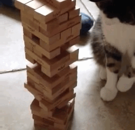 Jenga Champion Cat Wins Everything - The Dodo