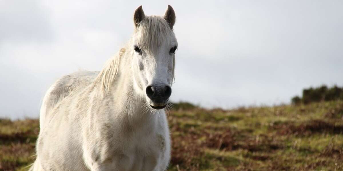 Old Horses Refuse To Learn New Tricks - The Dodo