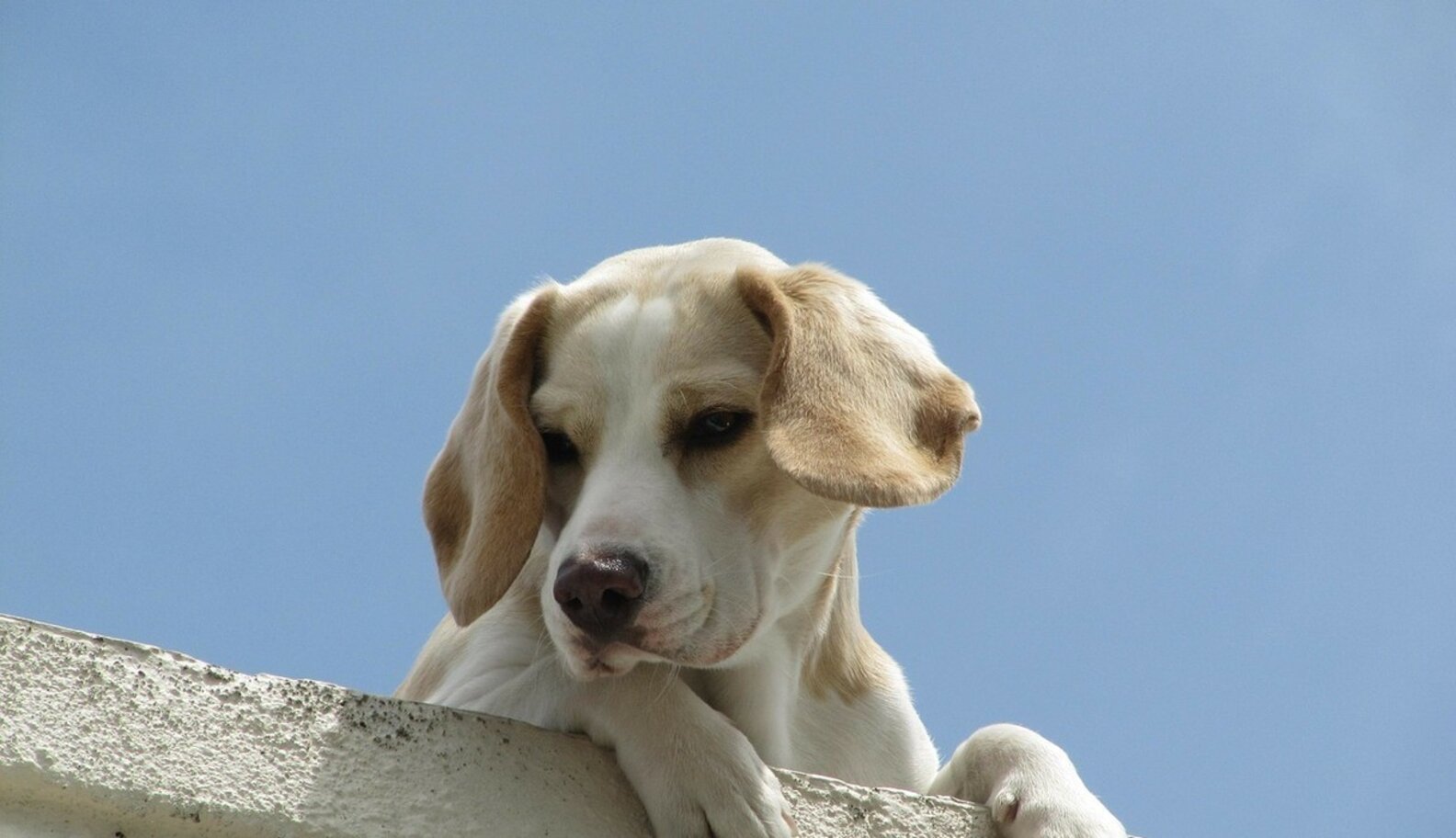 9 Furry And Feathered Heroes Who Saved Their Humans In 2014 - The Dodo