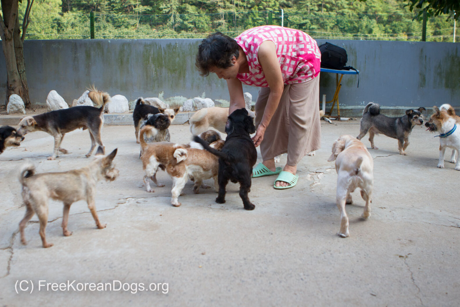 Woman Gives Up Everything To Save Hundreds Of Dogs From Street - The Dodo