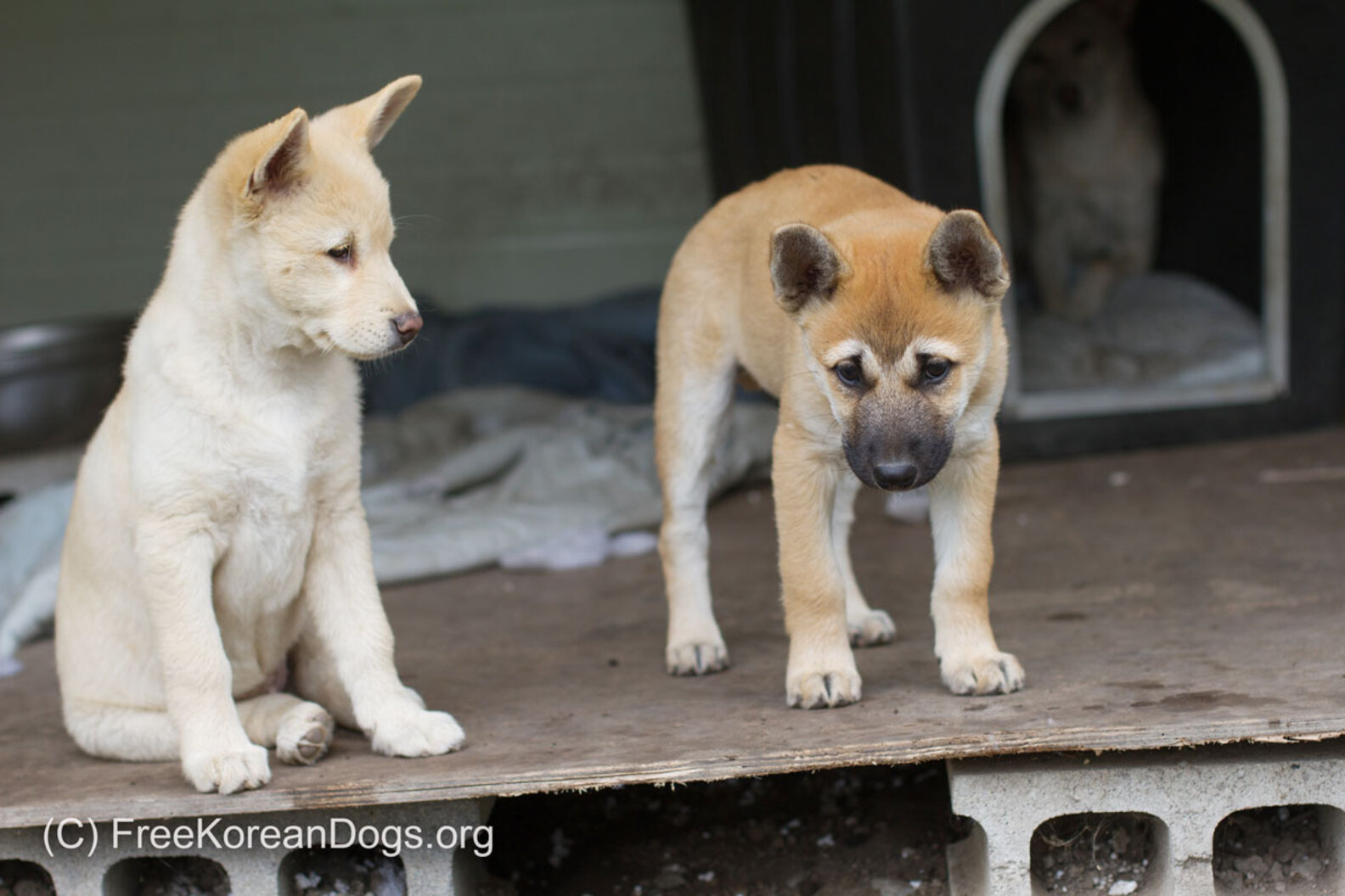 Woman Gives Up Everything To Save Hundreds Of Dogs From Street - The Dodo