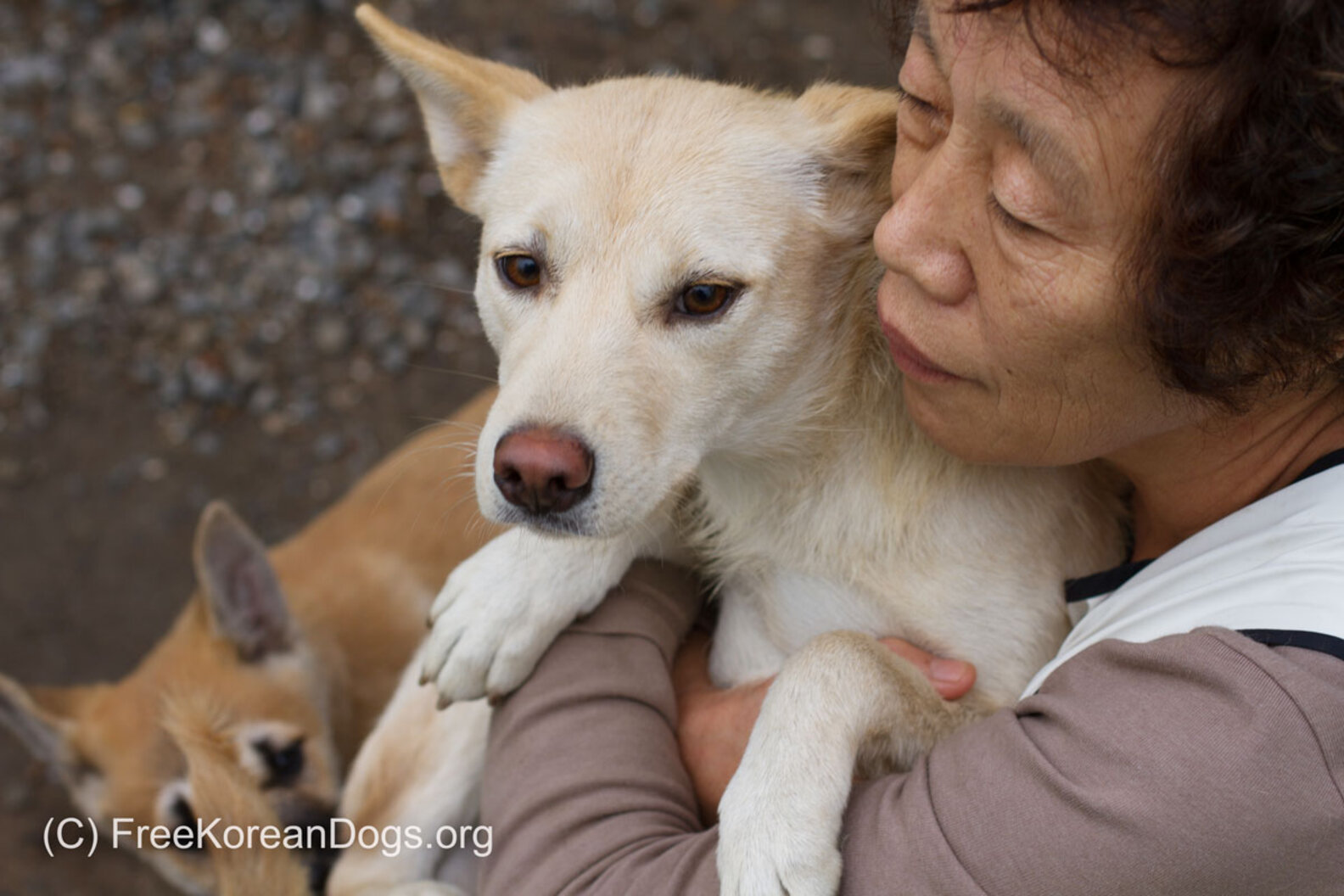 Woman Gives Up Everything To Save Hundreds Of Dogs From Street - The Dodo