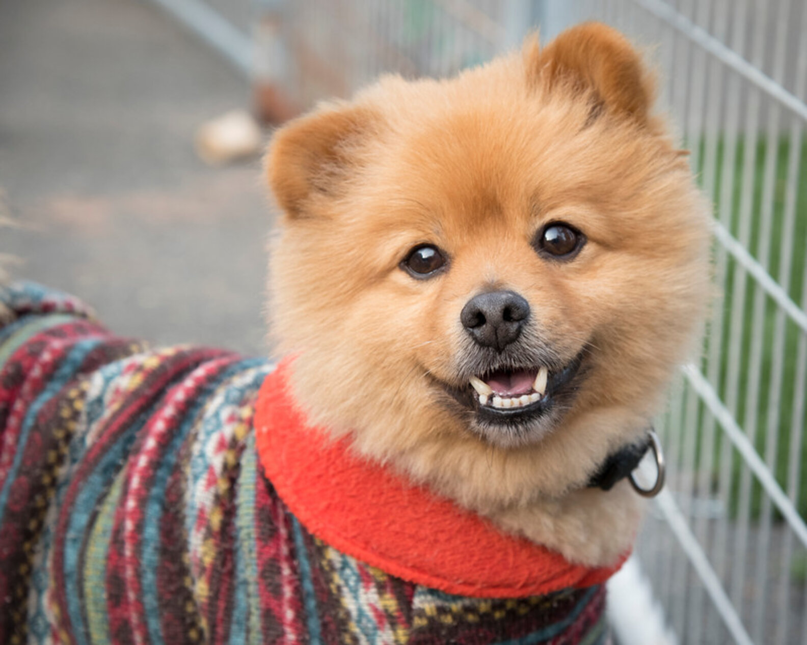 Woman Gives Up Everything To Save Hundreds Of Dogs From Street - The Dodo