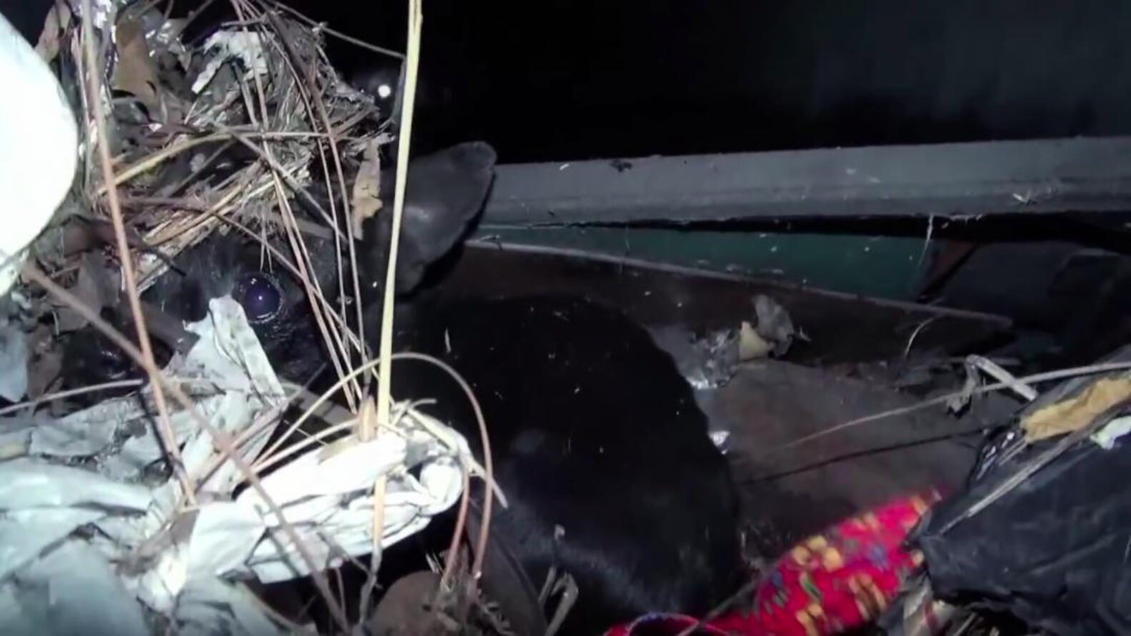 Dog Found In Pile of Garbage Finds A Friend Who Gets It - The Dodo