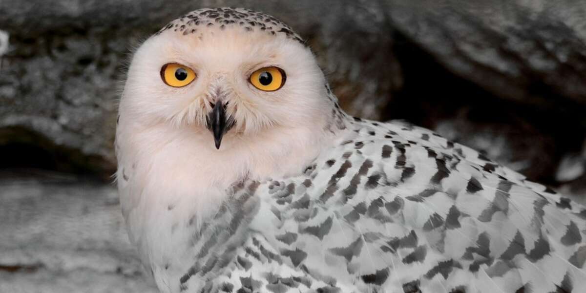 NYC Airports To End Owl Slaughter - The Dodo