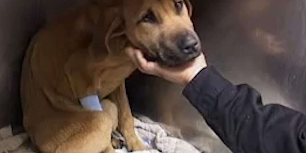 'Dead' Dog Comes Back To Life With A Little Love - The Dodo