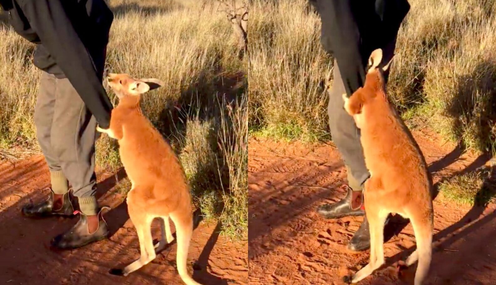 Baby Kangaroo Loves His Dad So Much He Won't Let Him Leave - The Dodo